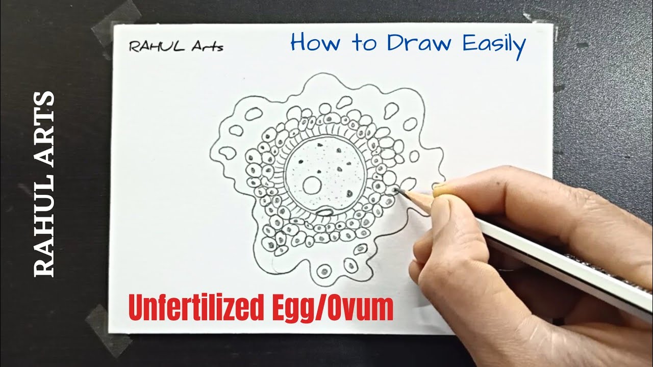 How to Draw Unfertilized Egg/Ovum @RAHULArts_Biology - YouTube
