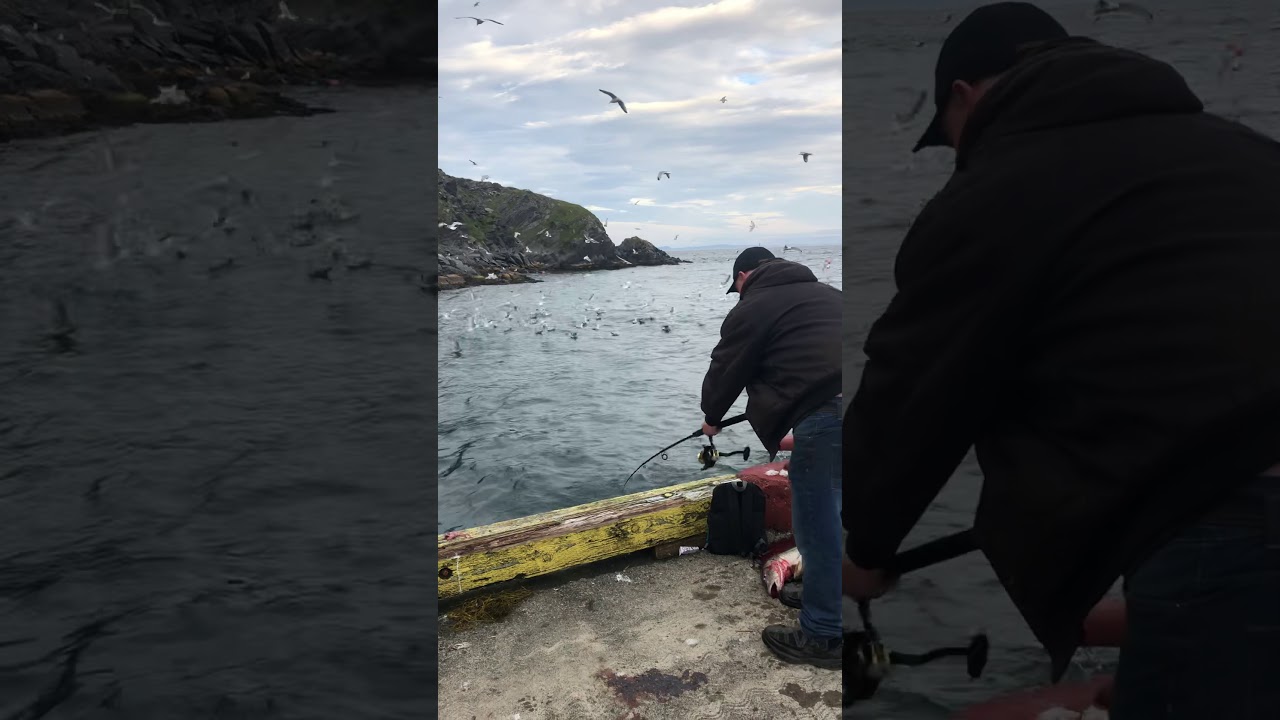 Newfoundland cod fishing! Mind blowing fishing! Everybody caught one ...