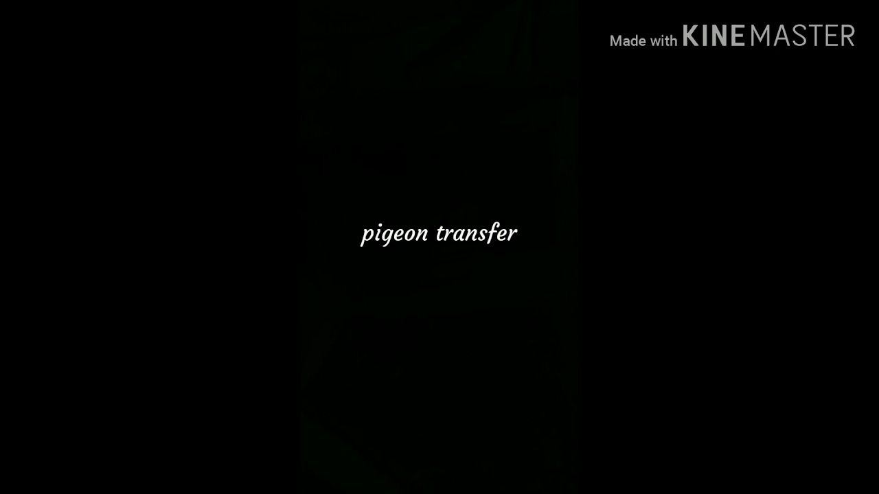 Pigeon transfer home to fram - YouTube
