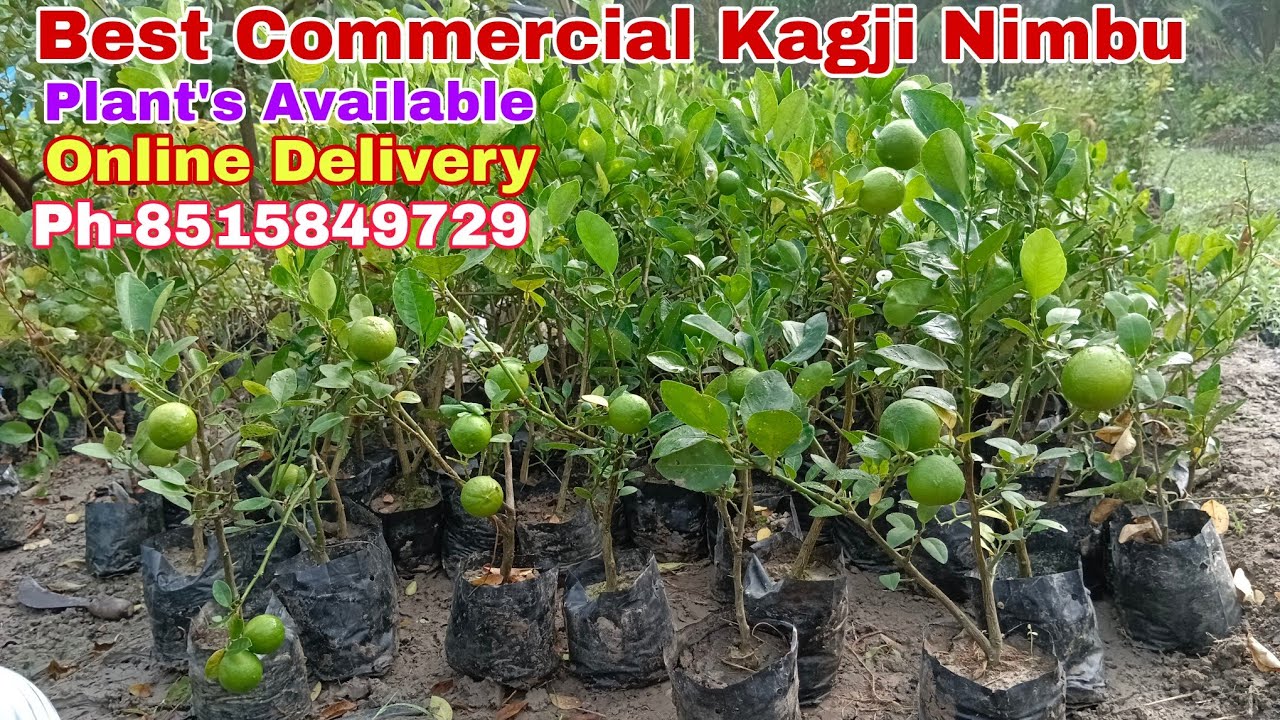 Best Commercial Kagji Nimbu variety in India// Kolkata Patti Nimbu ...