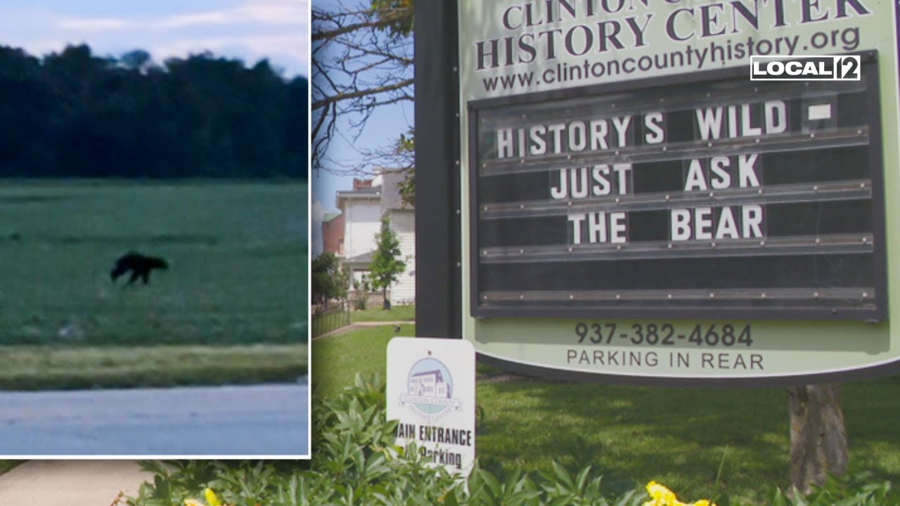 'Rally around this bear': Rare bear sighting captivates Ohio community ...