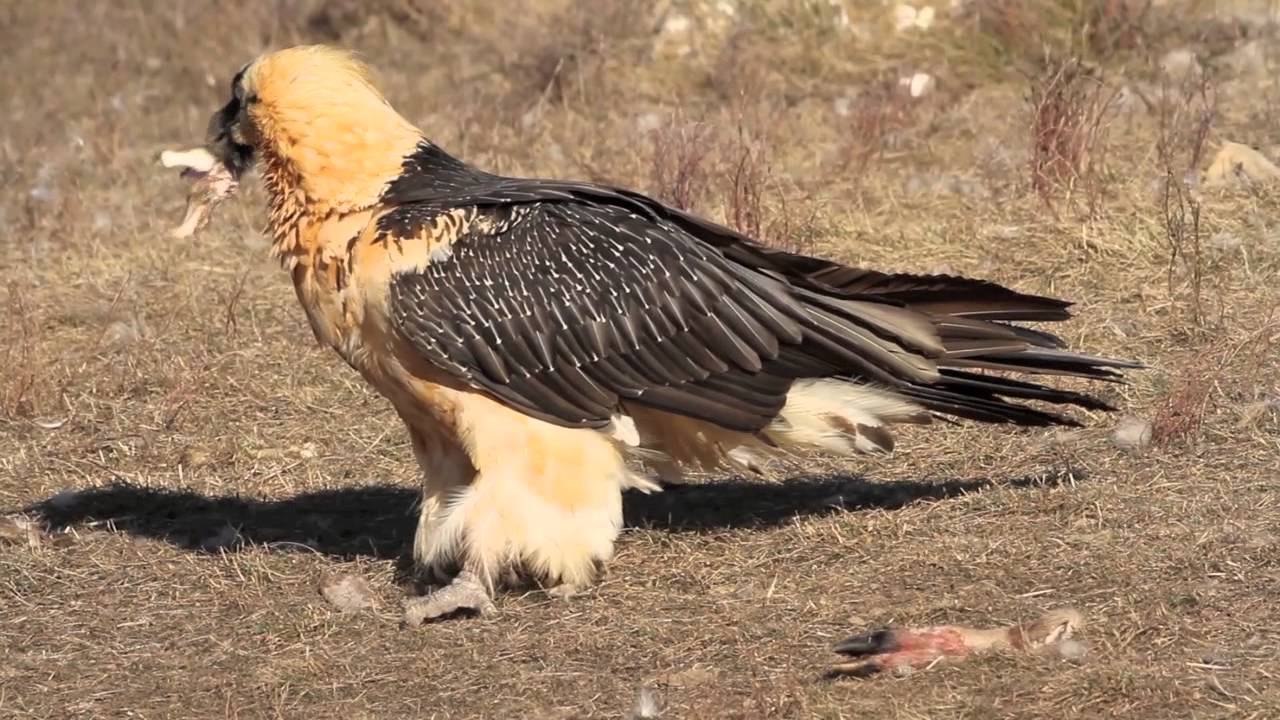 El quebrantahuesos - YouTube