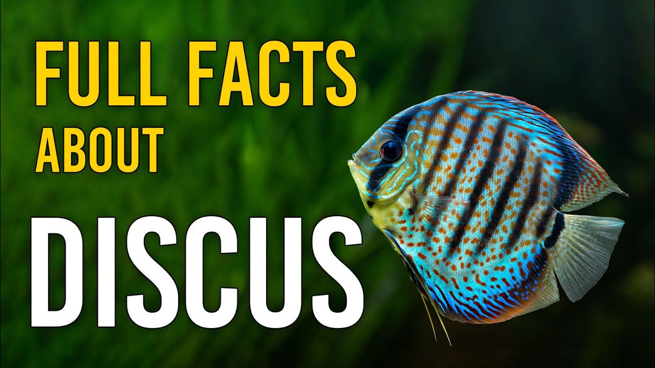 Discus Fish: Everything You Need to Know 🐠 Care, Varieties, and ...