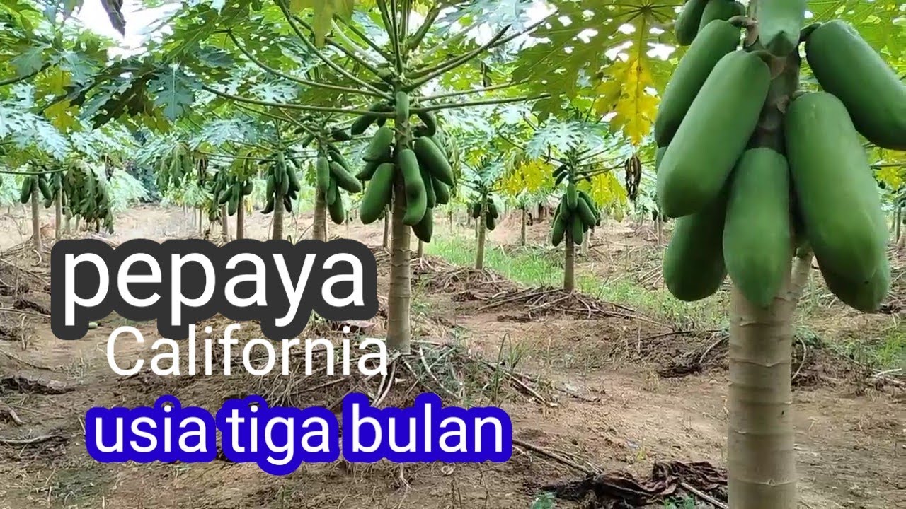 PEPAYA CALIFORNIA USIA TIGA BULAN UP - YouTube