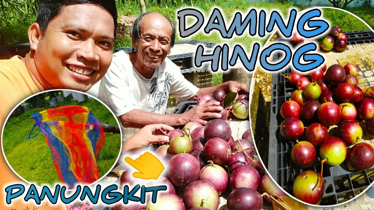 Daming Star Apple or Caimito sa Farm harvest time hinog na at gumawa ...