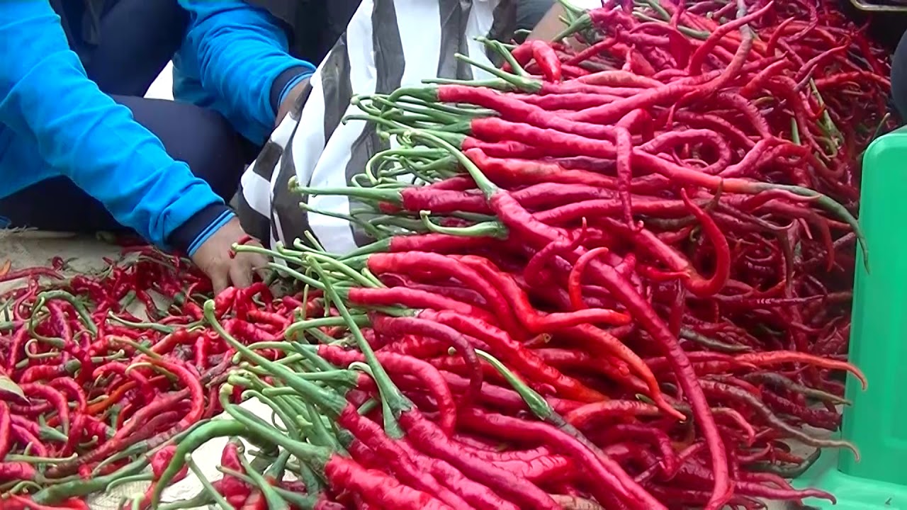 panen raya cabe kopay payakumbuh oleh wakil gubernur sumbar - YouTube