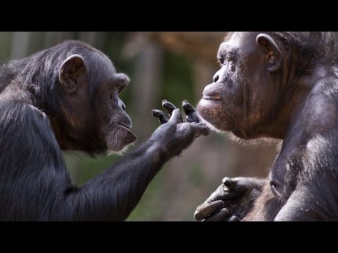 How Do Animals Talk? - YouTube