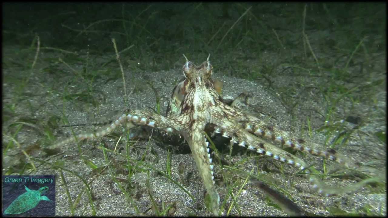Coconut Octopus Attacking and Killing Fish, Anilao, The Philippines hd ...
