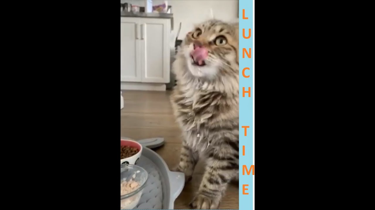 Hungry Kitten Enjoying Lunch! - YouTube