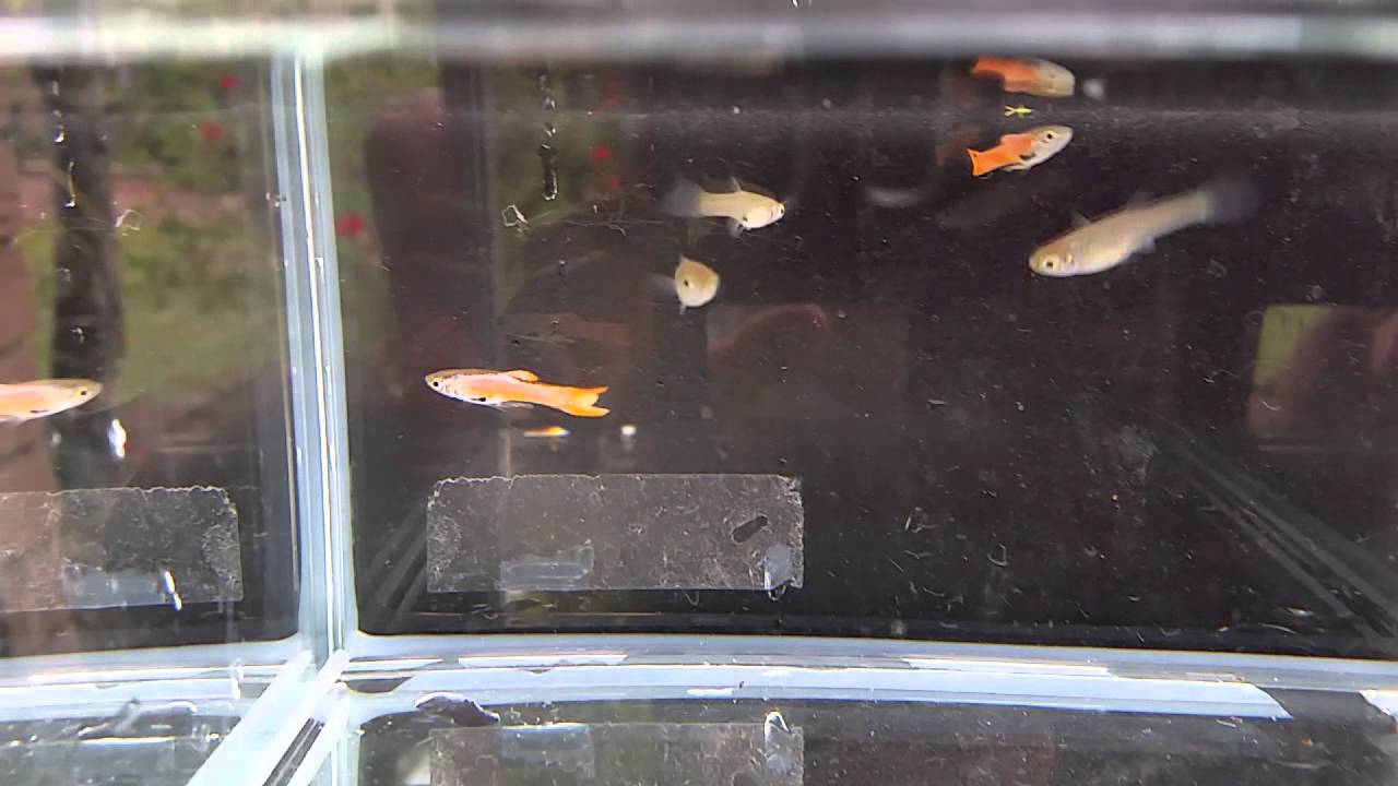 chilli red endlers - YouTube
