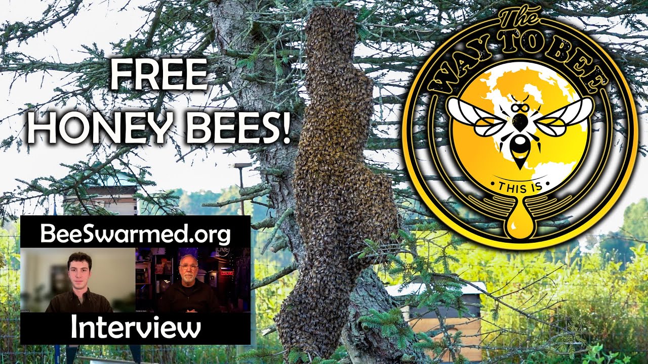 How to get FREE Honey Bees Interview with Mateo Kaiser of BeeSwarmed. - YouTube