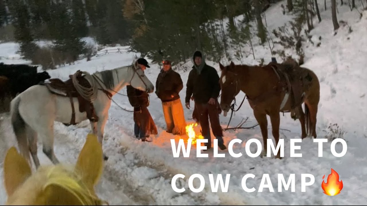 All the cows are gone! - YouTube