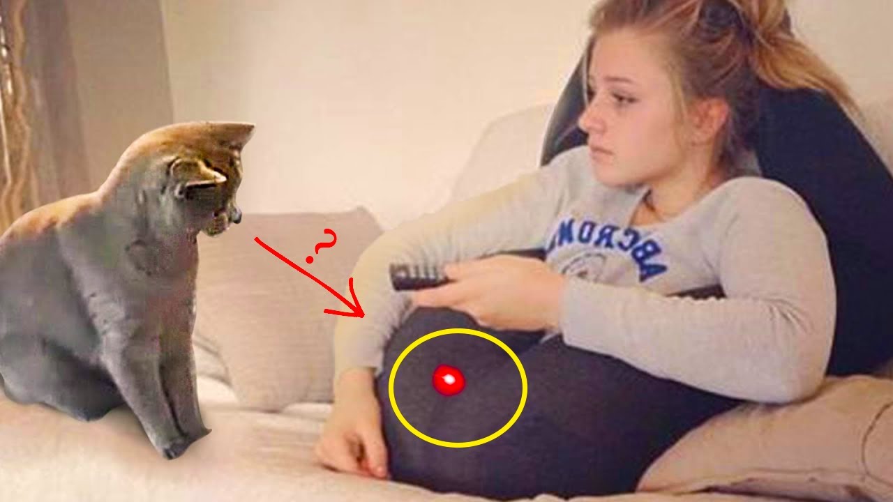 Cat Vs Laser Pointer - Best Of The 2021 Funny Animal Videos - YouTube