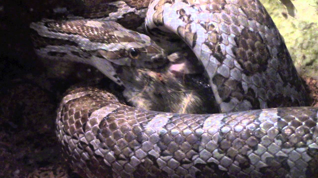 Great Plains Rat Snake Eating Mouse - YouTube