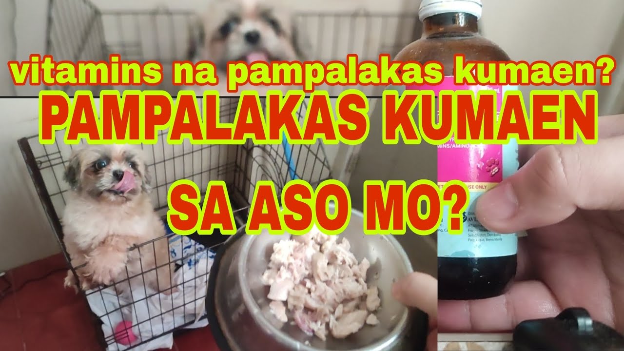 VITAMINS NG ASO PARA LUMAKAS KUMAEN O MAARTE NA ASO ? vitamins para sa ...
