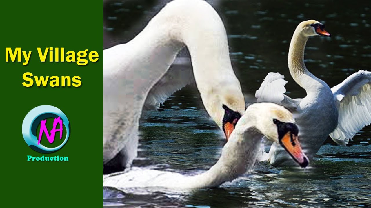 Swans, My Village Swans |HD| - YouTube