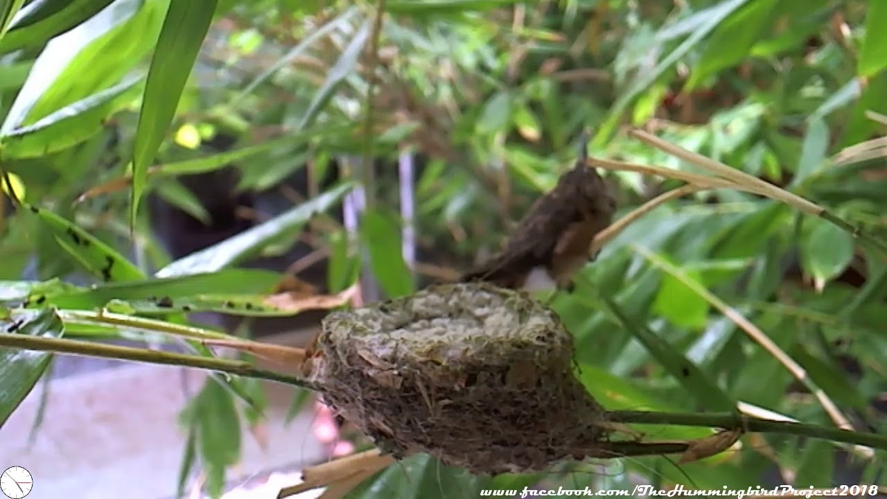 UP, UP & AWAY!!! Goodbye, Baby Hummingbirds 4/29/2018 - YouTube