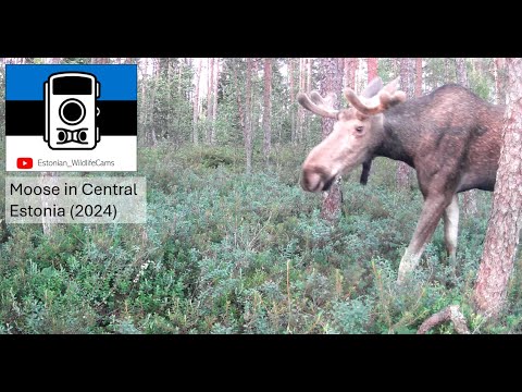 Moose walking by in Estonia (July 2024) (1080p) - YouTube