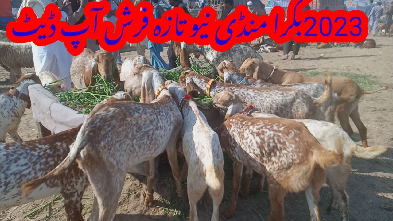 February 22, 2023,khushab bakra mandi today,khushab bakra mandi day ...