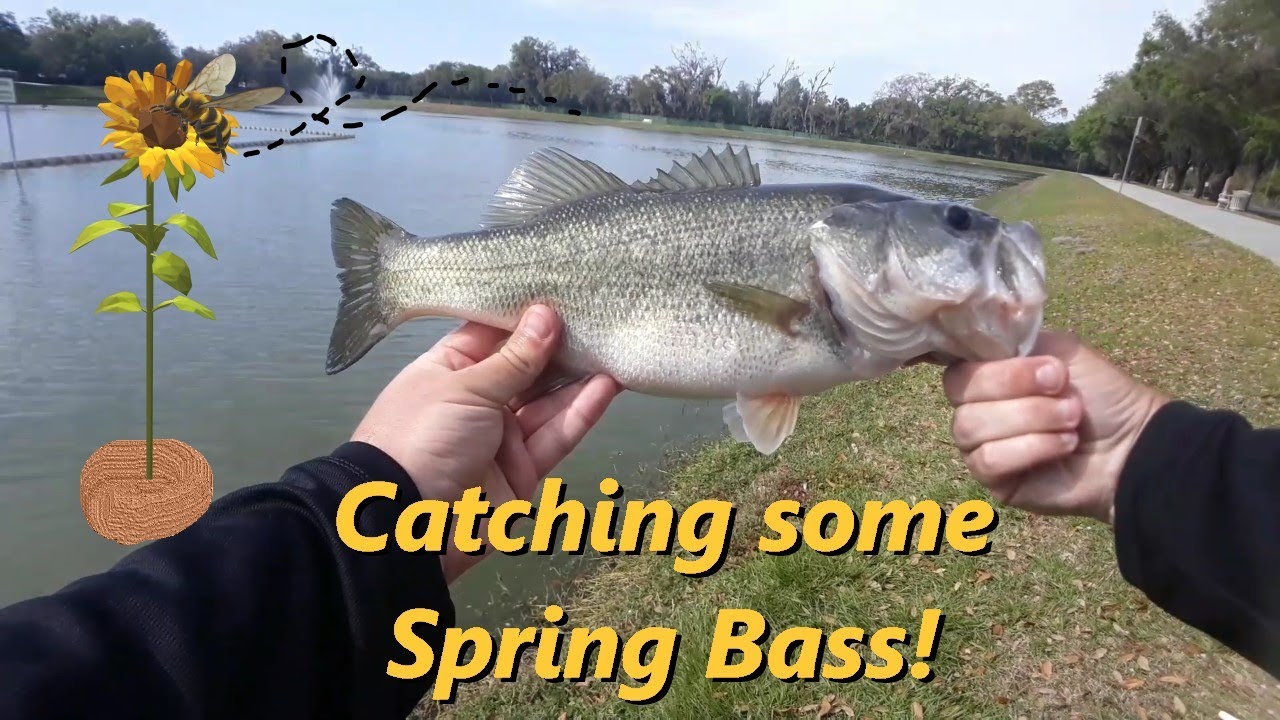Catching some Spring Bass! (Florida Bass Fishing) - YouTube