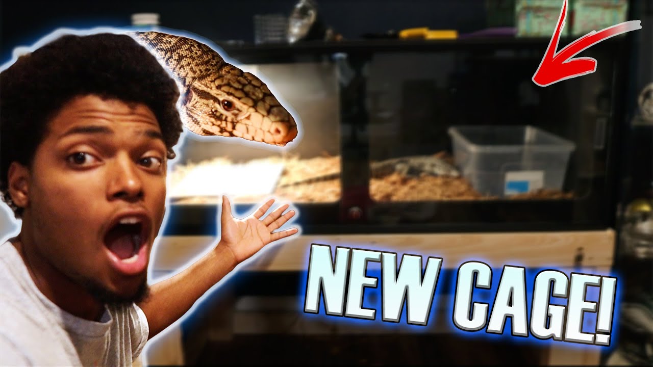 Tegu Lizard Gets a HUGE Enclosure Upgrade - YouTube