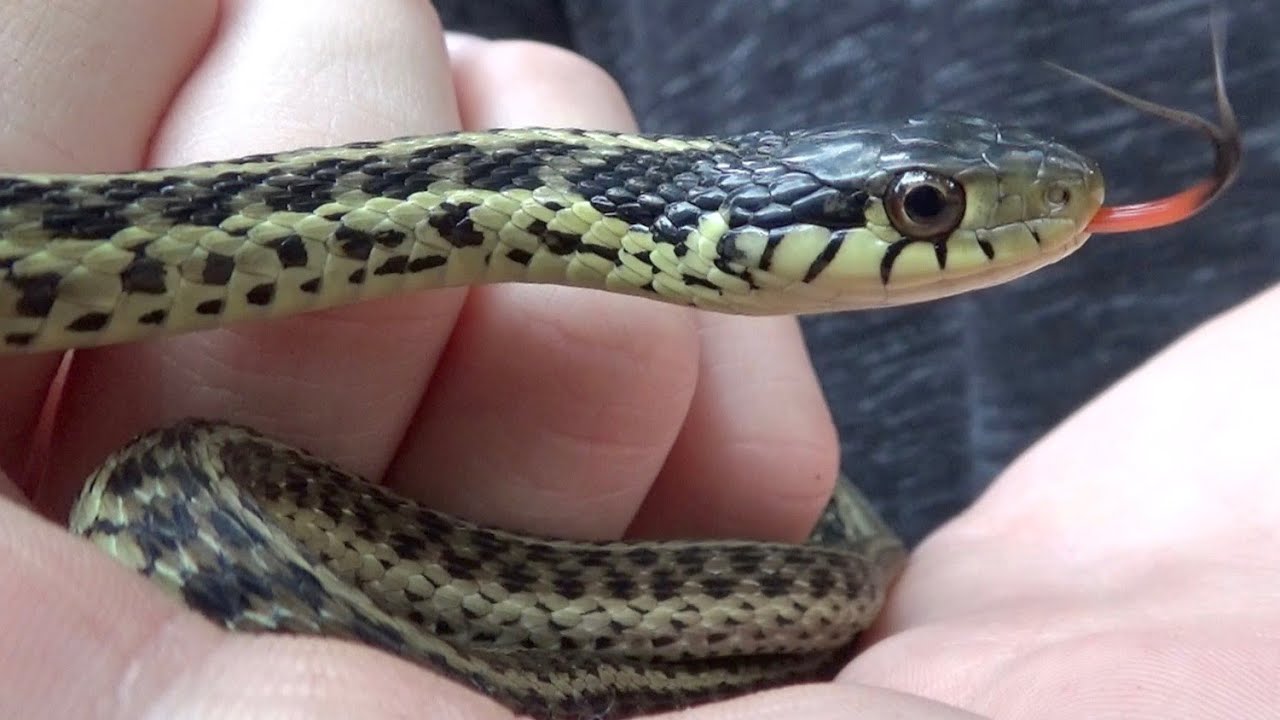 Baby Snakes - YouTube