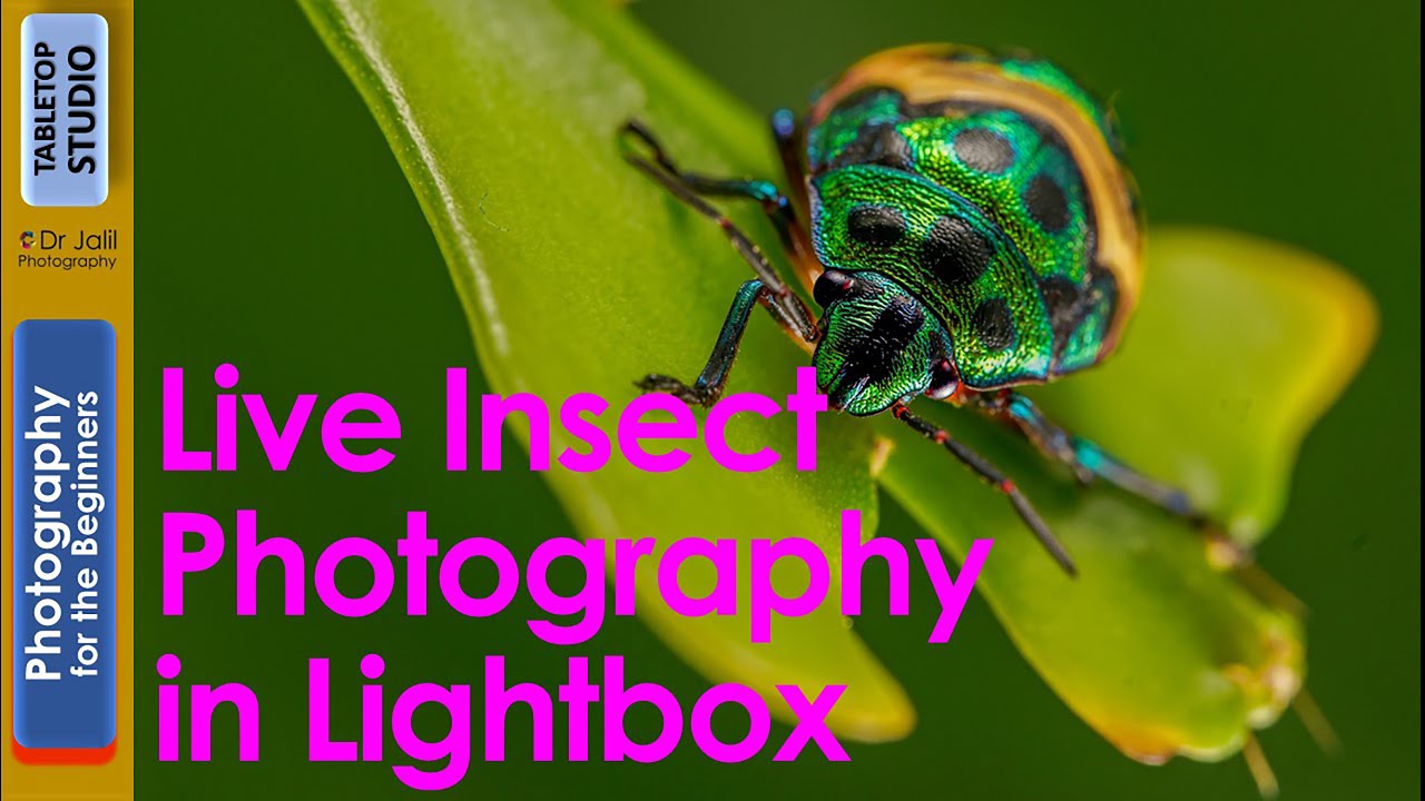 Live Insect Photography in Lightbox Jewel bug - YouTube