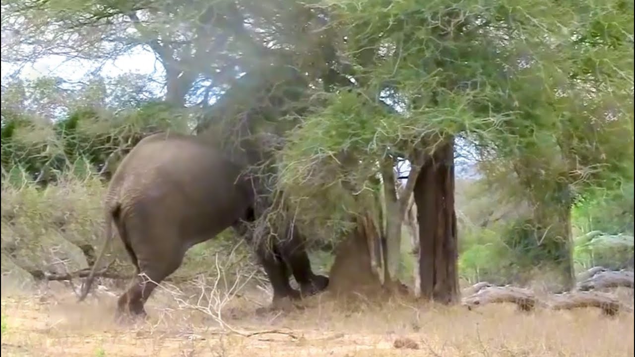 Watch an Elephant take down a tree in Kruger National Park. Wildlife ...