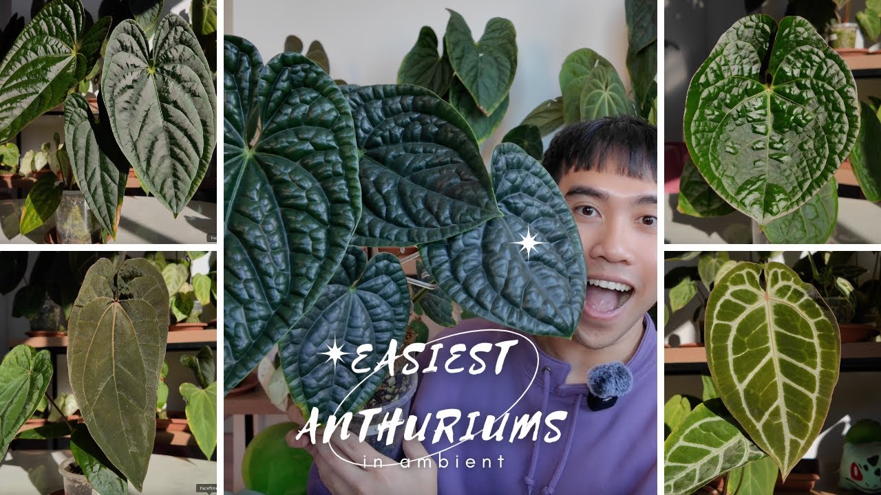 My 16 Easiest Anthuriums — Grown in Ambient Conditions - YouTube
