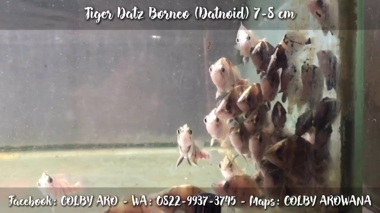 TIGER DATZ BORNEO 4 BAR 6-8 CM | COLBY AROWANA - YouTube