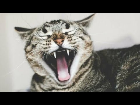 Kedi vs kaplan