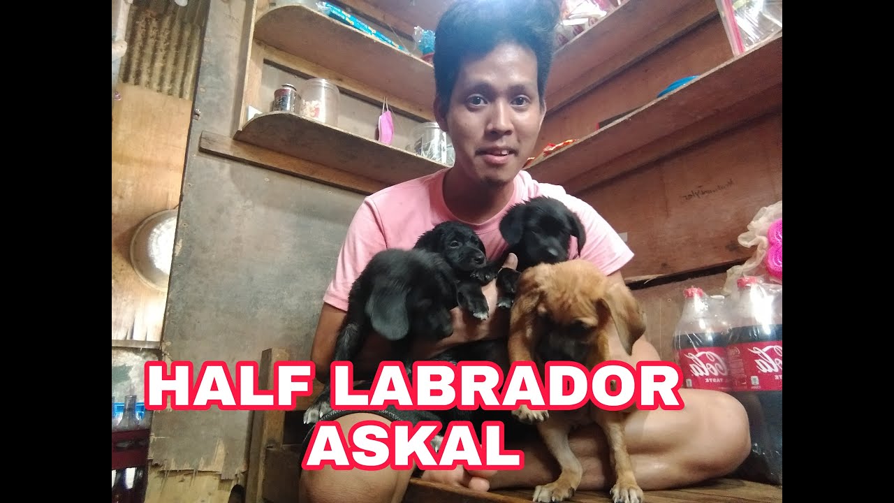MAGPALIGO SA MGA CUTE NA HALF LABRADOR/ASKAL #PAJIEVLOG #LABRADOR - YouTube