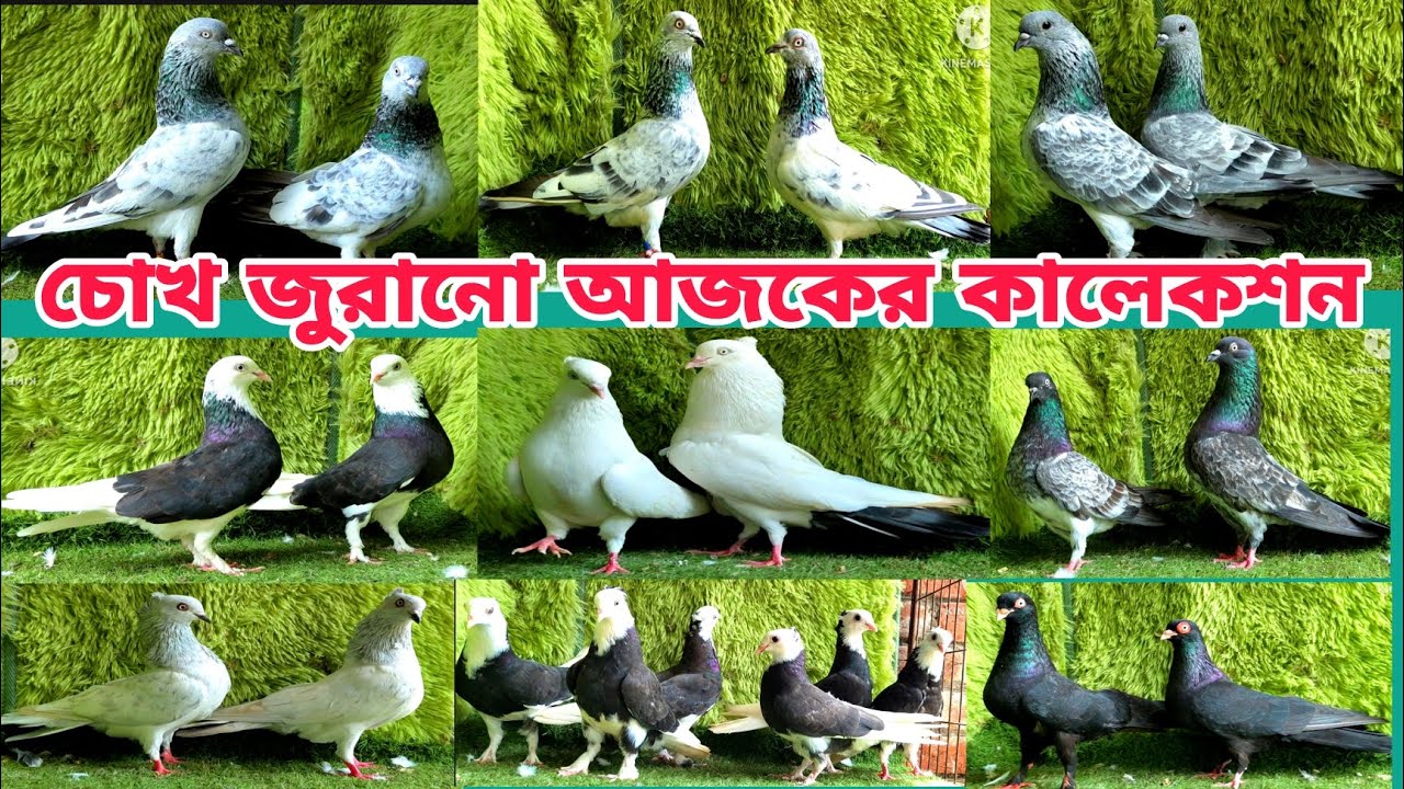 ইফরাদ ভাই মানেই গিরিবাজ ও কালারিং কবুতরের বিশাল কালেকশন Gribaz kobutor ...