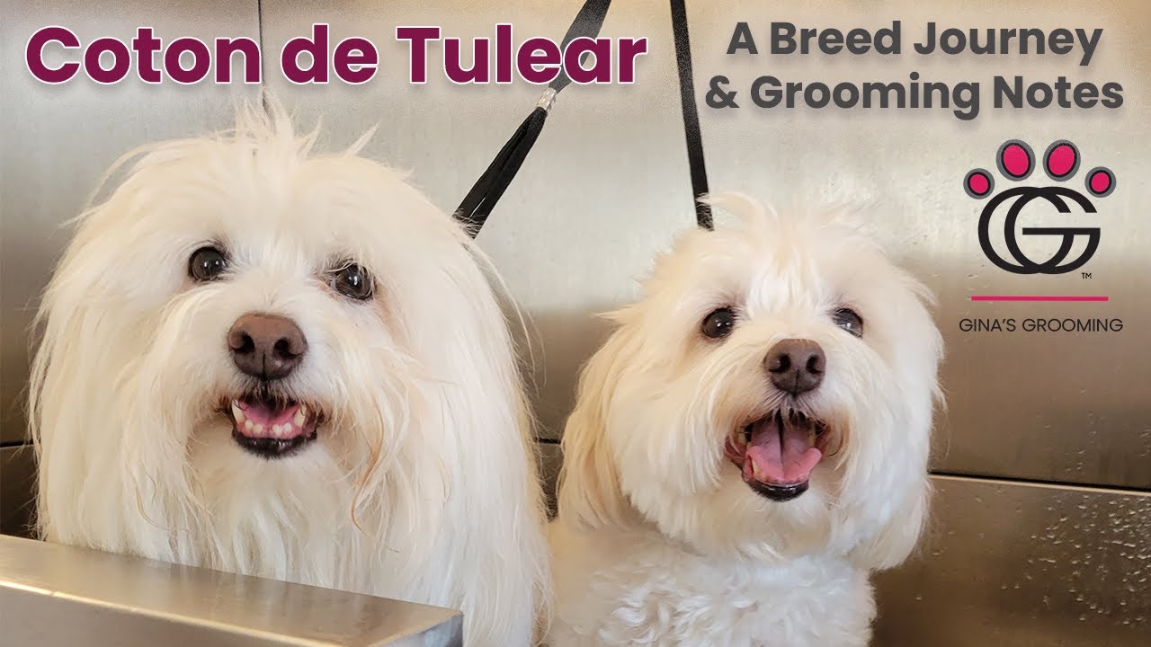 Coton de Tulear breed journey and grooming notes! *SPECIAL EDITION ...
