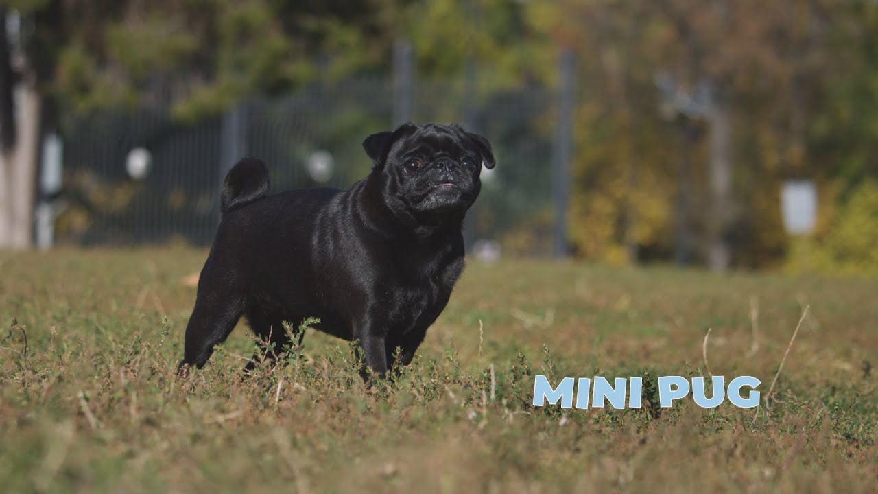 Mini Pug: The Complete Breed Guide [4k Video] - YouTube