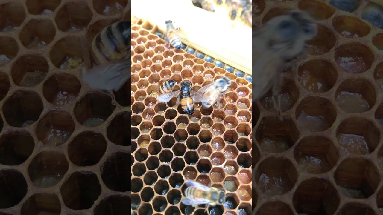 Bald shaking bee - YouTube