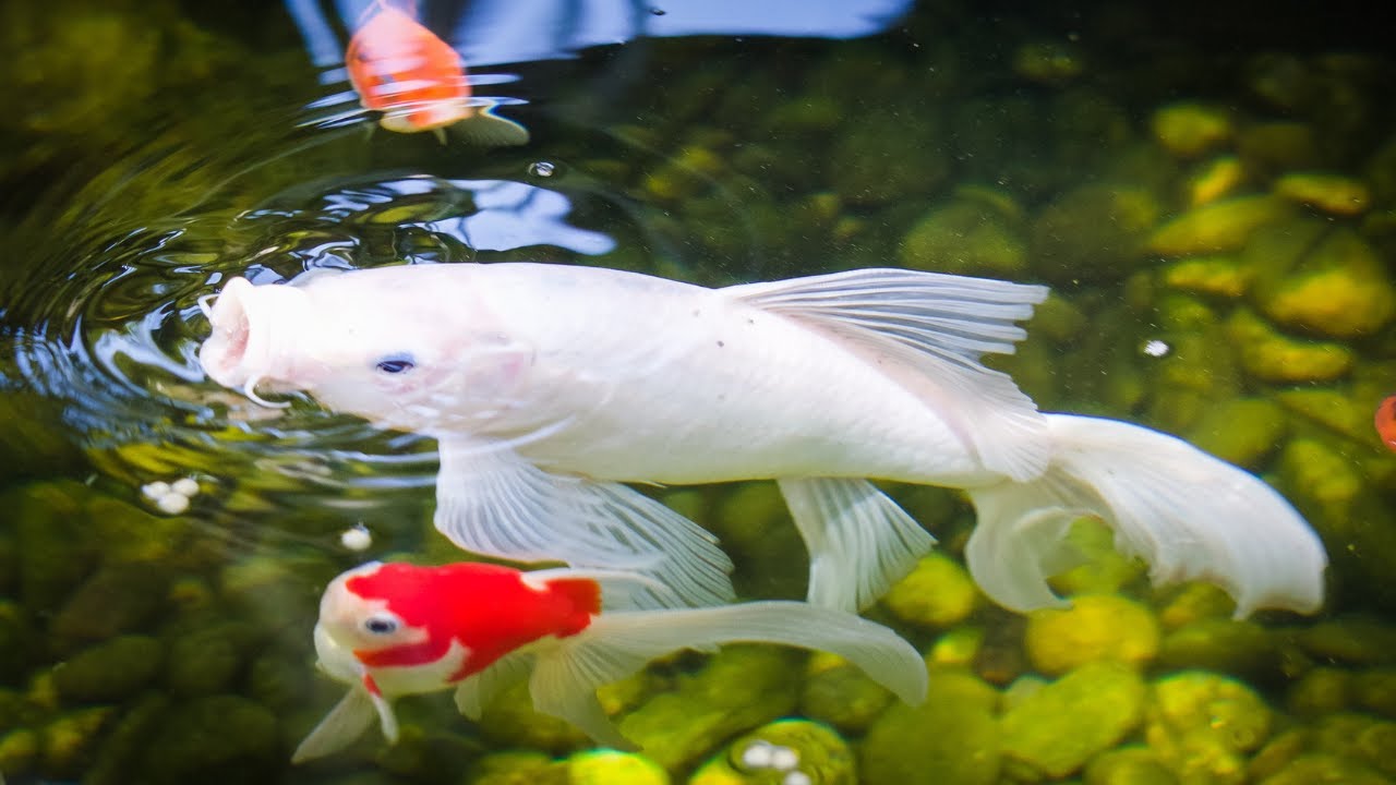 The most beautiful koi fish in aquarium - YouTube