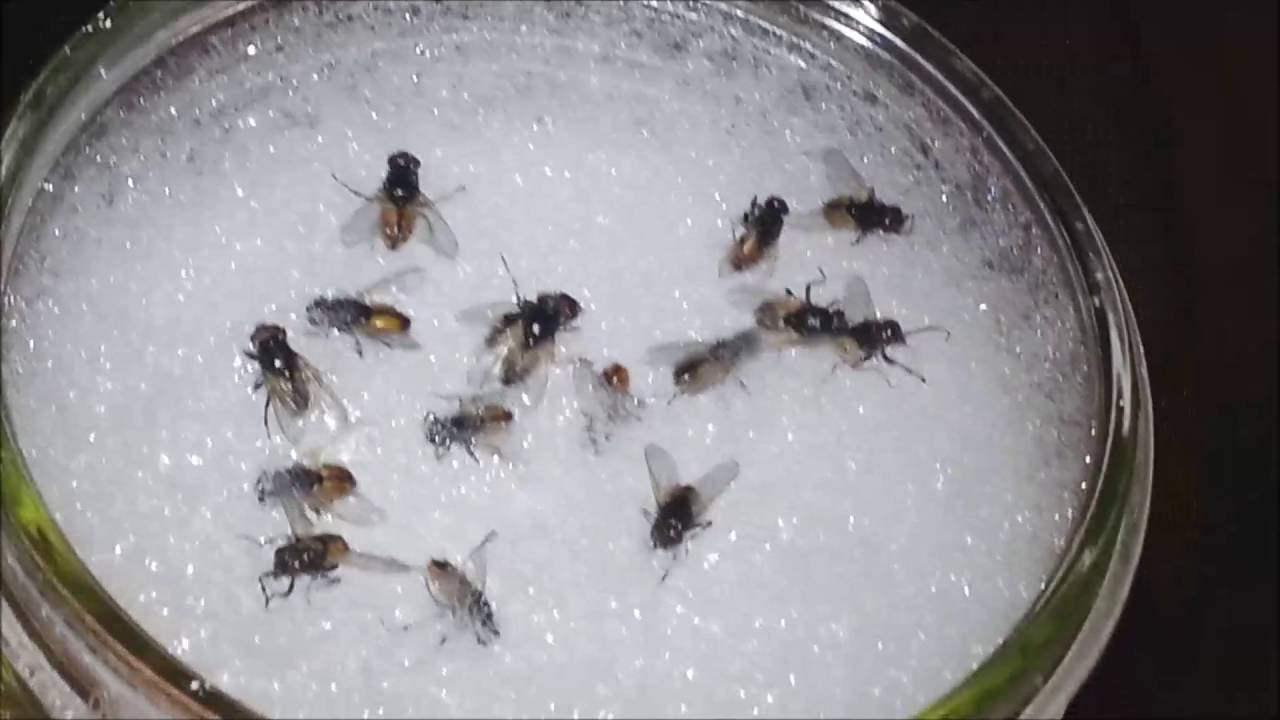 Quick n' Dirty Cheap n' Easy Fly Control Thanks, Mom! - YouTube