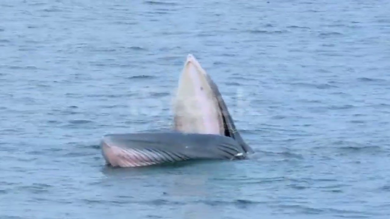 simulut besar, PAUS EDEN. - YouTube