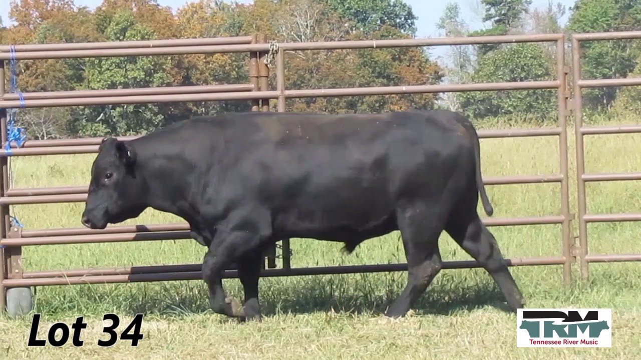 HIgh Cotton Bull Sale 2019 Lot 34 - YouTube