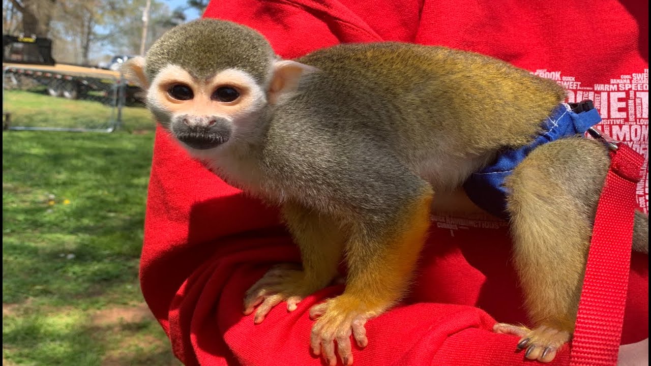 Monkey Getting Sun Rays With Daddy #SUN - YouTube