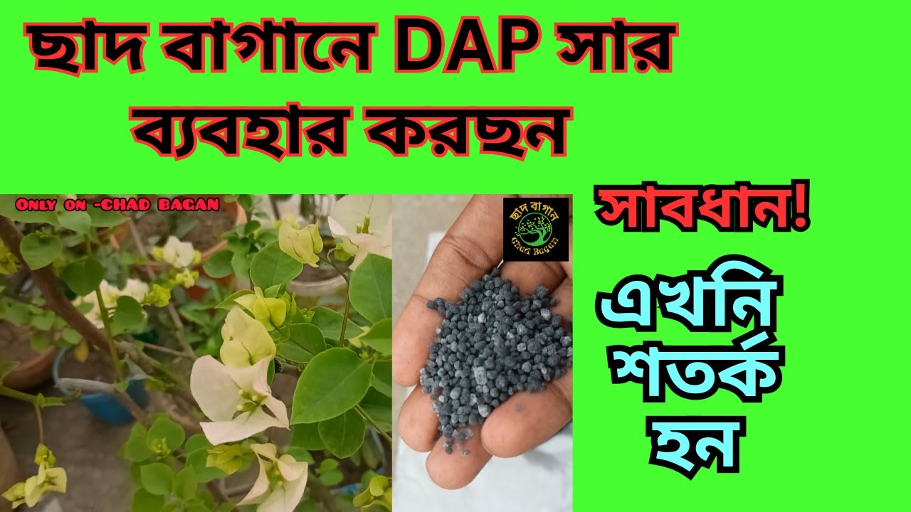 How To Use Dap Fertilizer | Uses Dap Fertilizer | Fertilizer For Plants ...