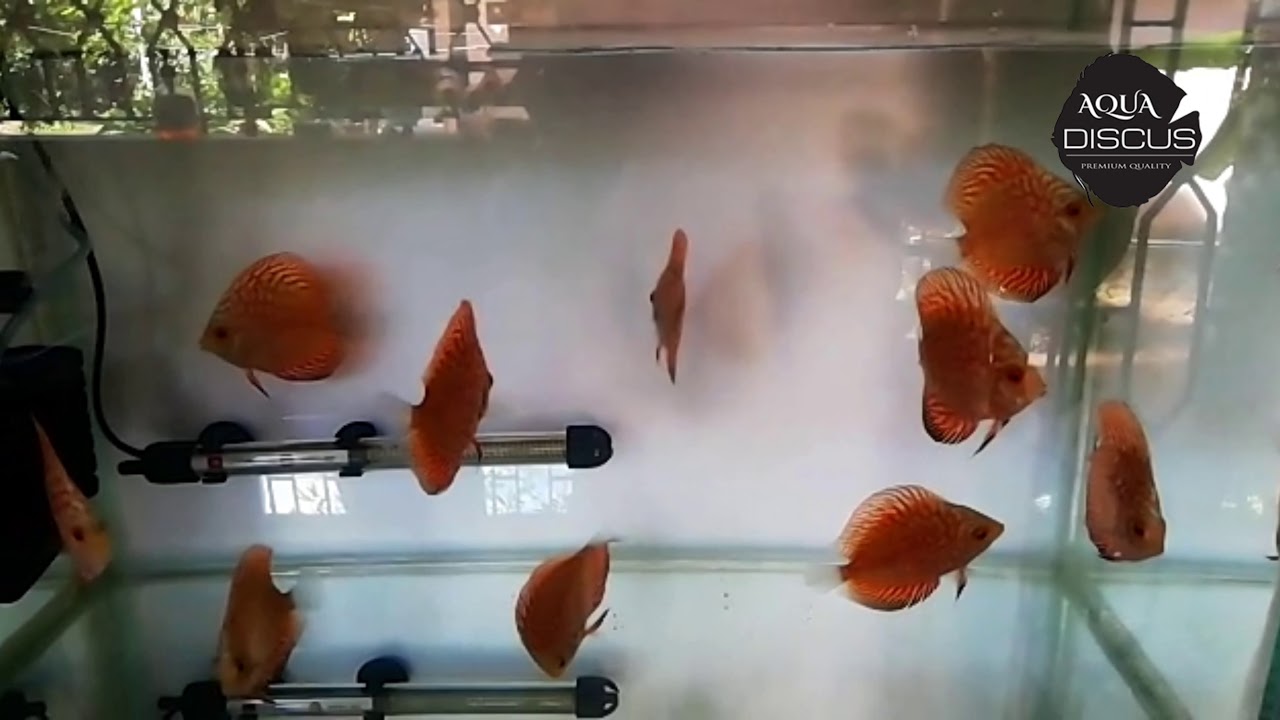 Aqua Discus Red Spiders in Kannur - YouTube