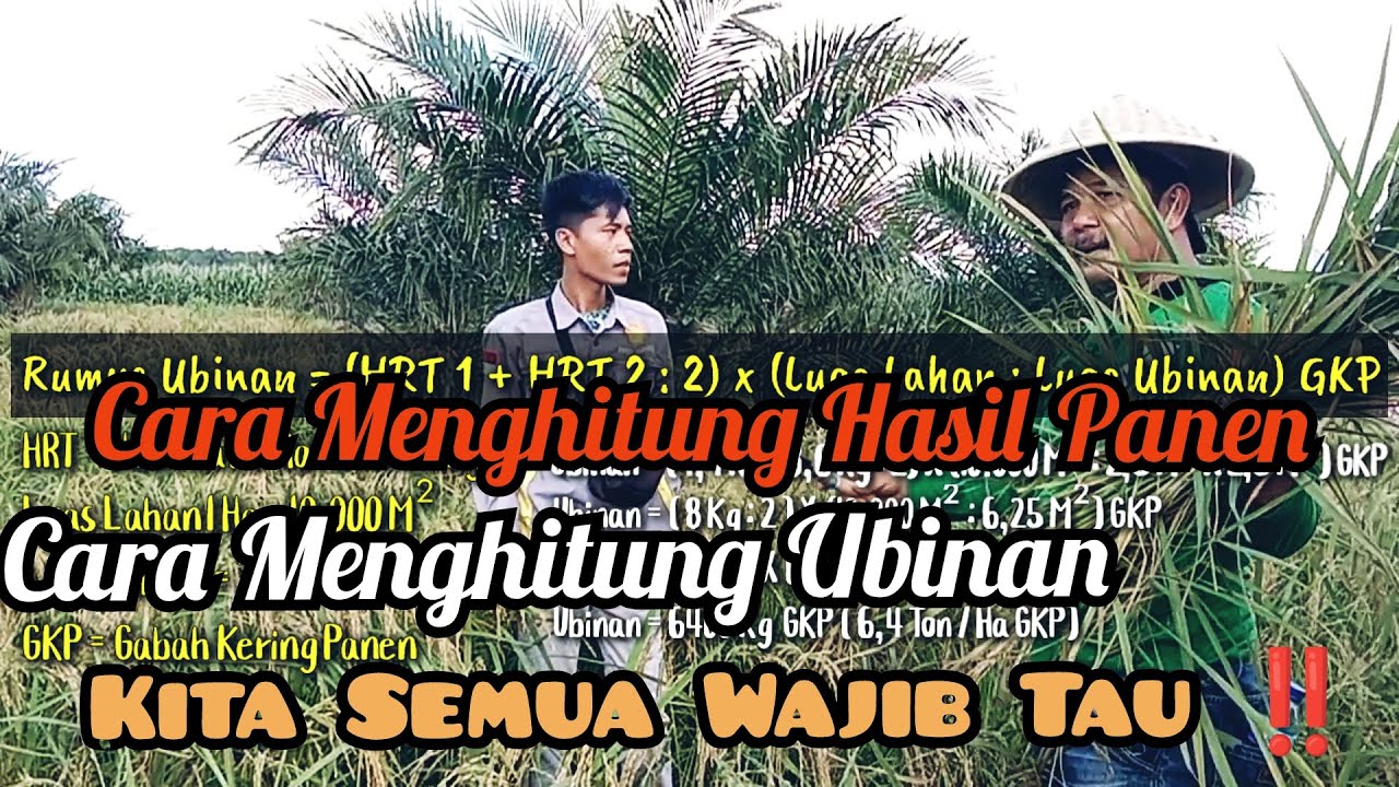 Cara Menghitung Ubinan | Cara Mengetahui Hasil Panen - YouTube
