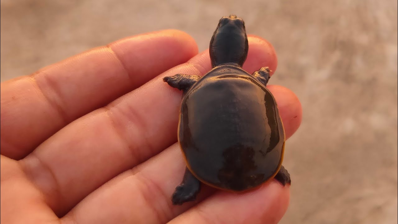 I found a baby turtle in field, Indian flapshell turtle ,कछुए का छोटा ...