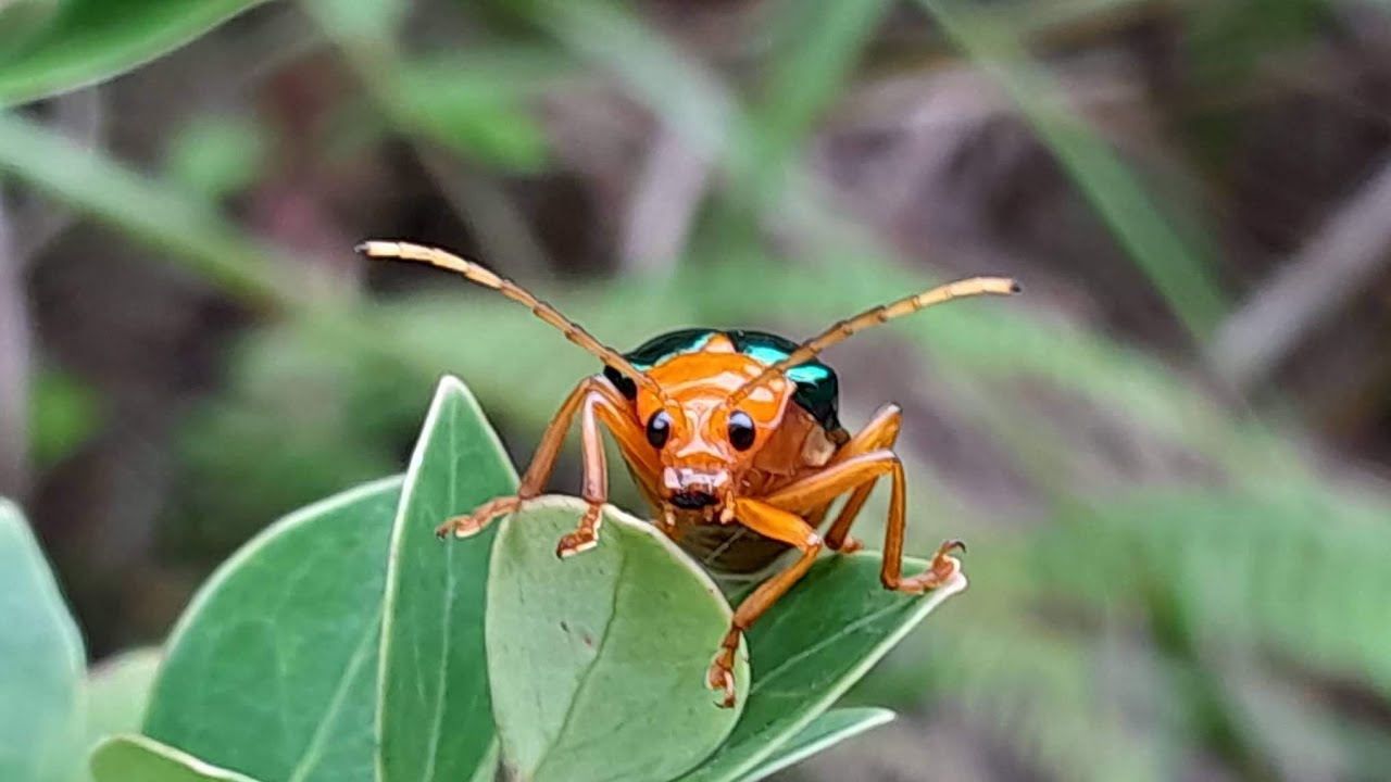 The beetle on the wild blueberry tree.#alumani - YouTube