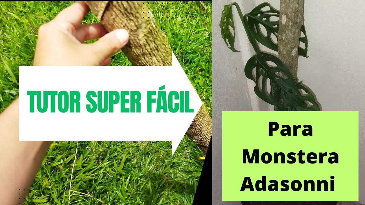 Tutor de Güitite para monstera adansonii,super fácil. - YouTube