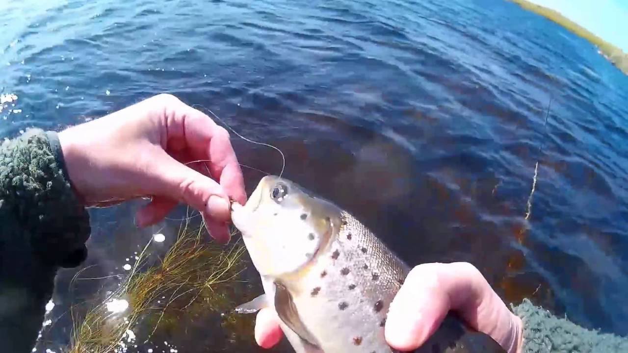 fly fishing loch finlas in the galloway hills 16/8/16 - YouTube