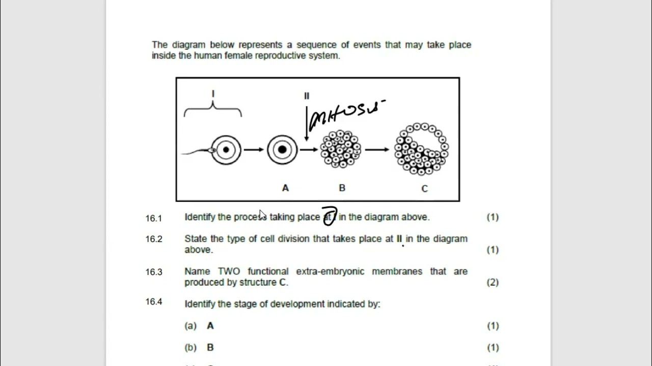 PRELIM & FINAL PAPERS: GRADE 12 LIFE SCIENCES: DEVELOPMENT OF THE ZYGOT ...