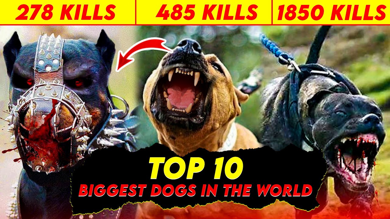10 most Dangerous dogs in the world - YouTube